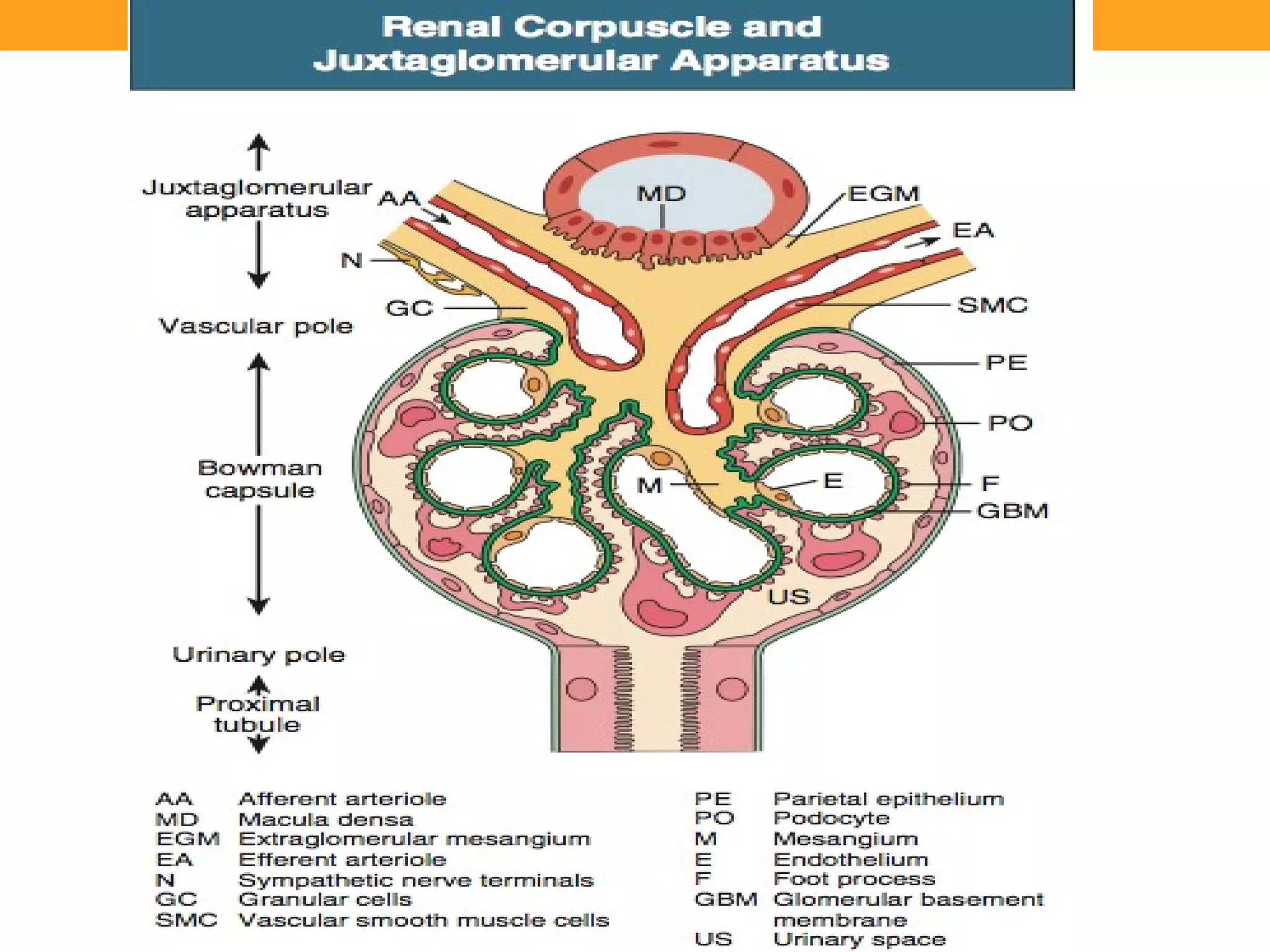 Renal anatomy | PPT