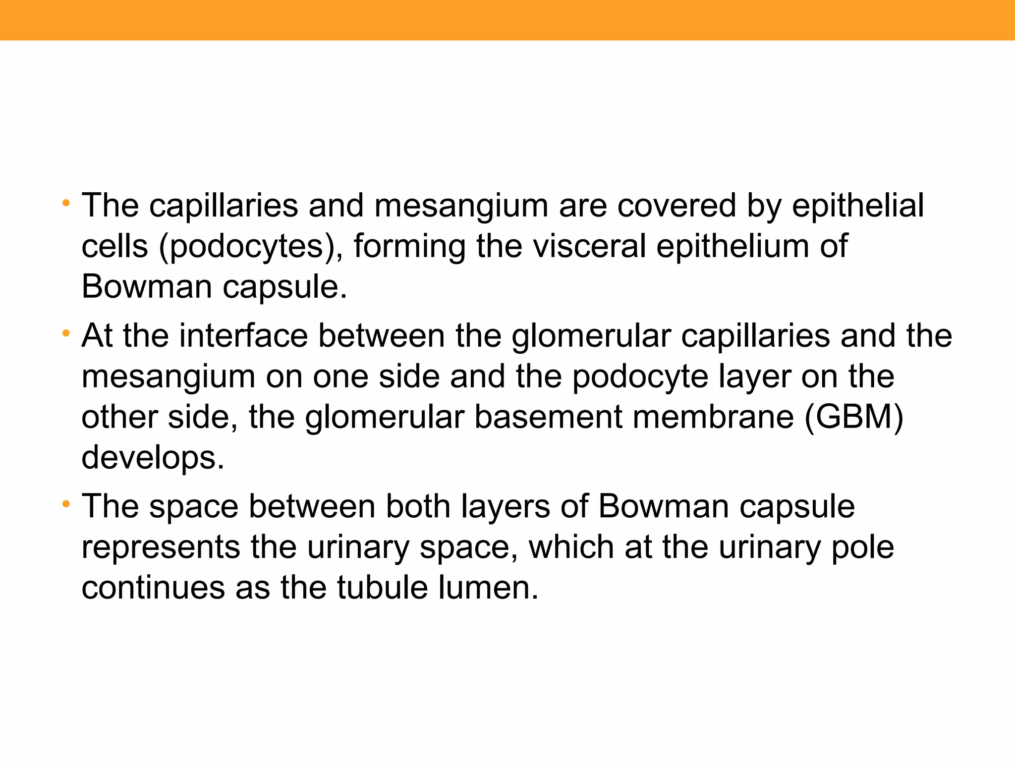 Renal anatomy | PPT