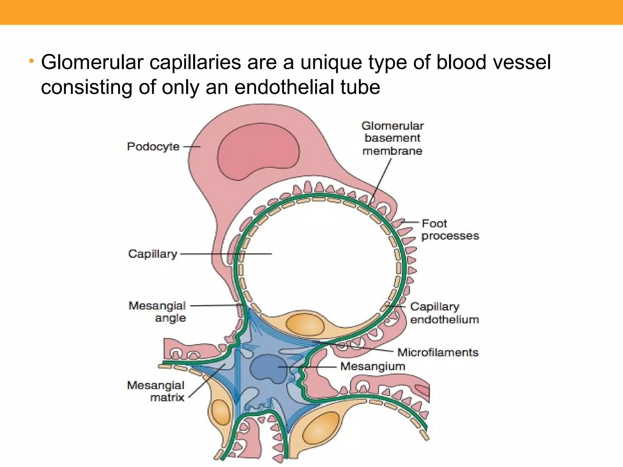 Renal anatomy | PPT