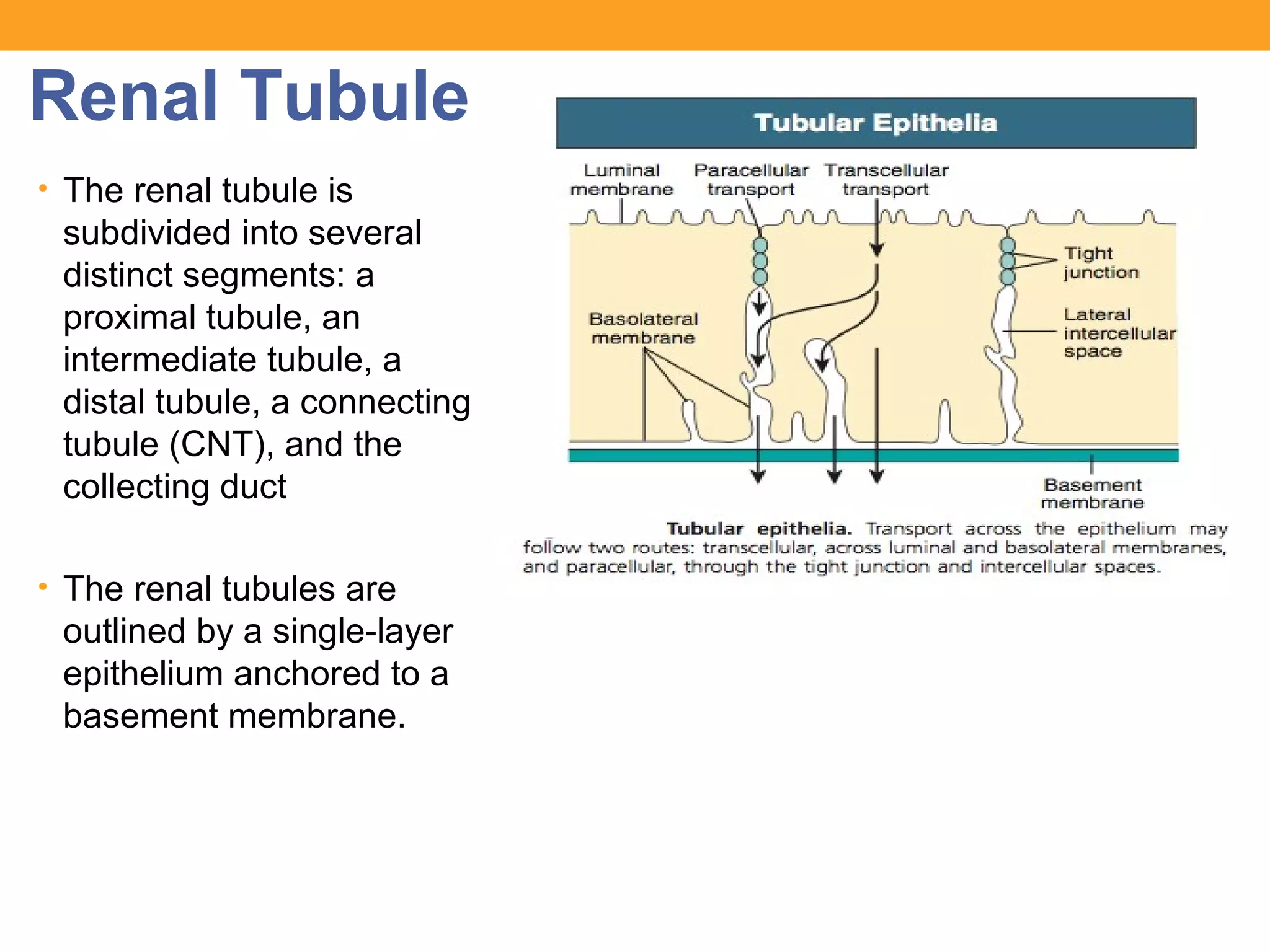 Renal anatomy | PPT