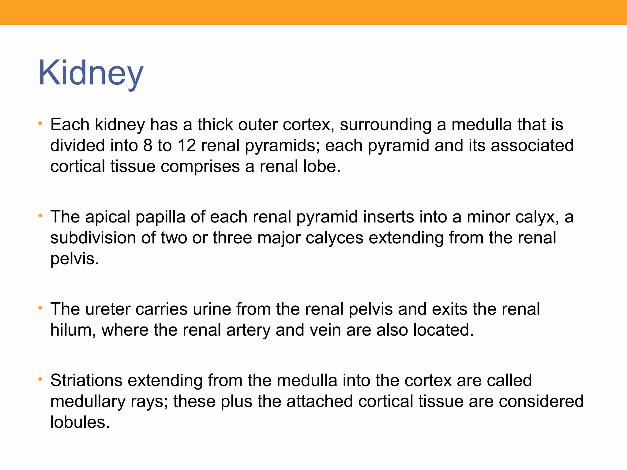 Renal anatomy | PPT