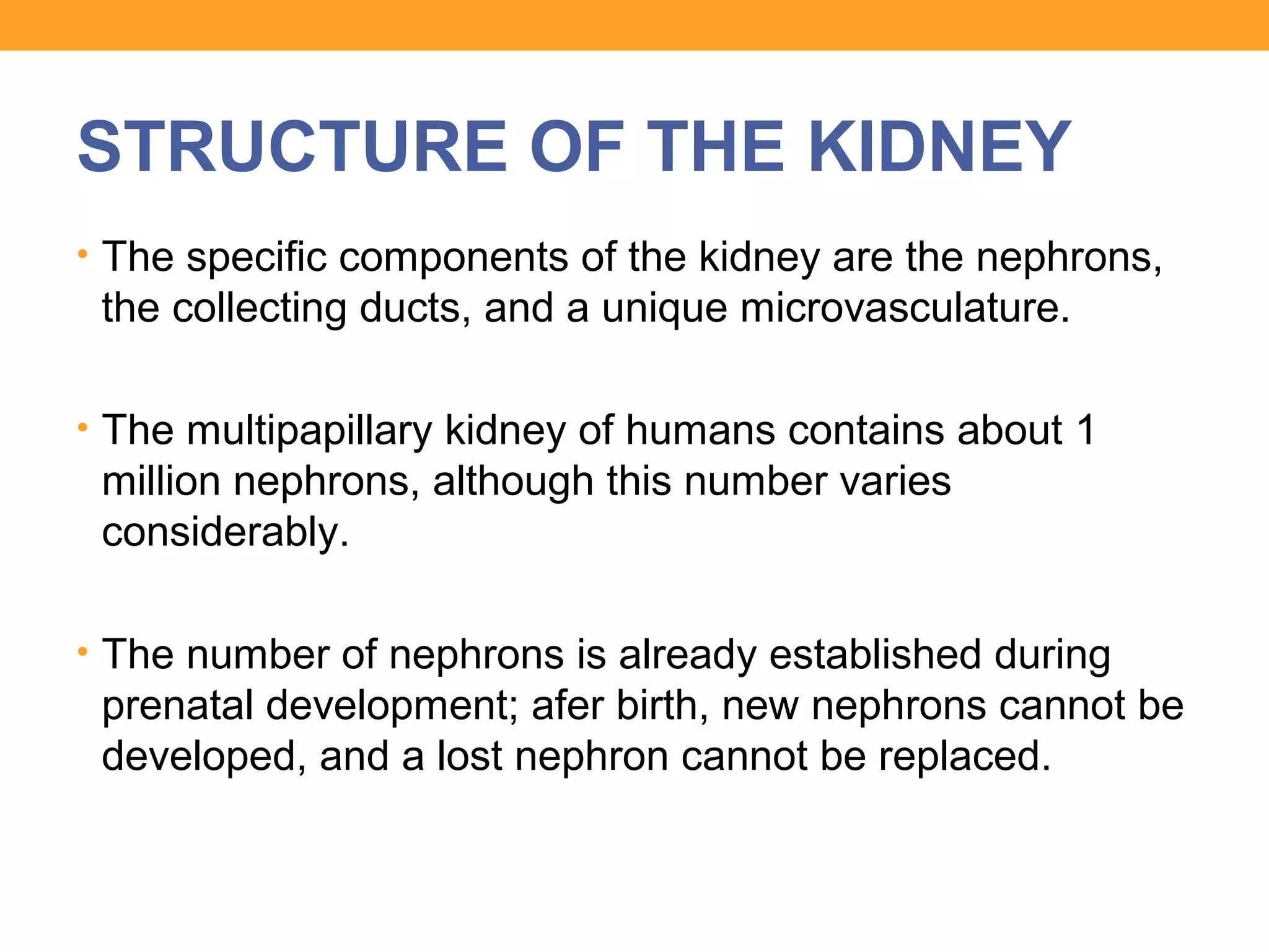 Renal anatomy | PPT
