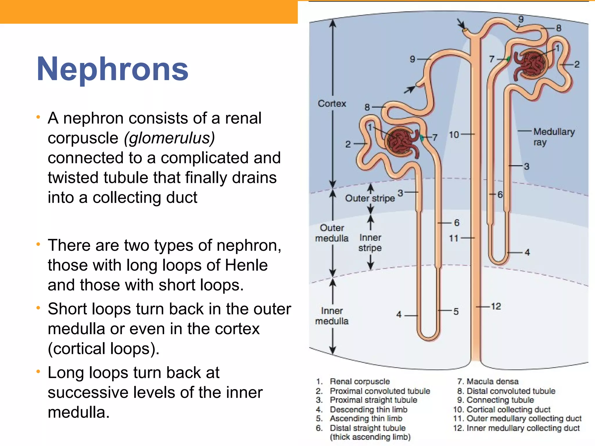 Renal anatomy | PPT