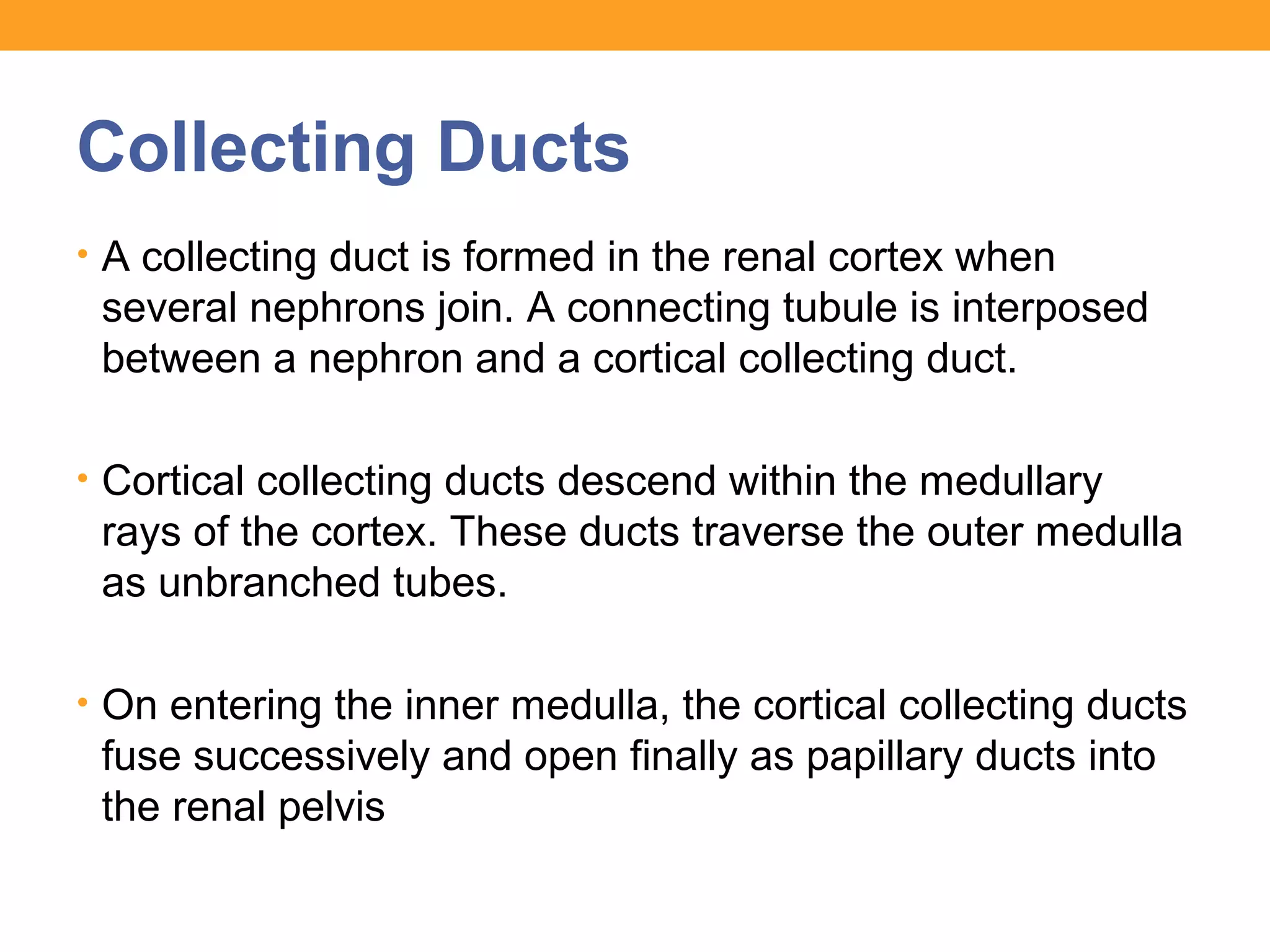 Renal anatomy | PPT