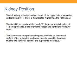 Renal anatomy | PPT