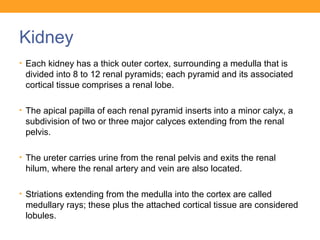 Renal anatomy | PPT