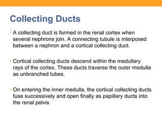 Renal anatomy | PPT