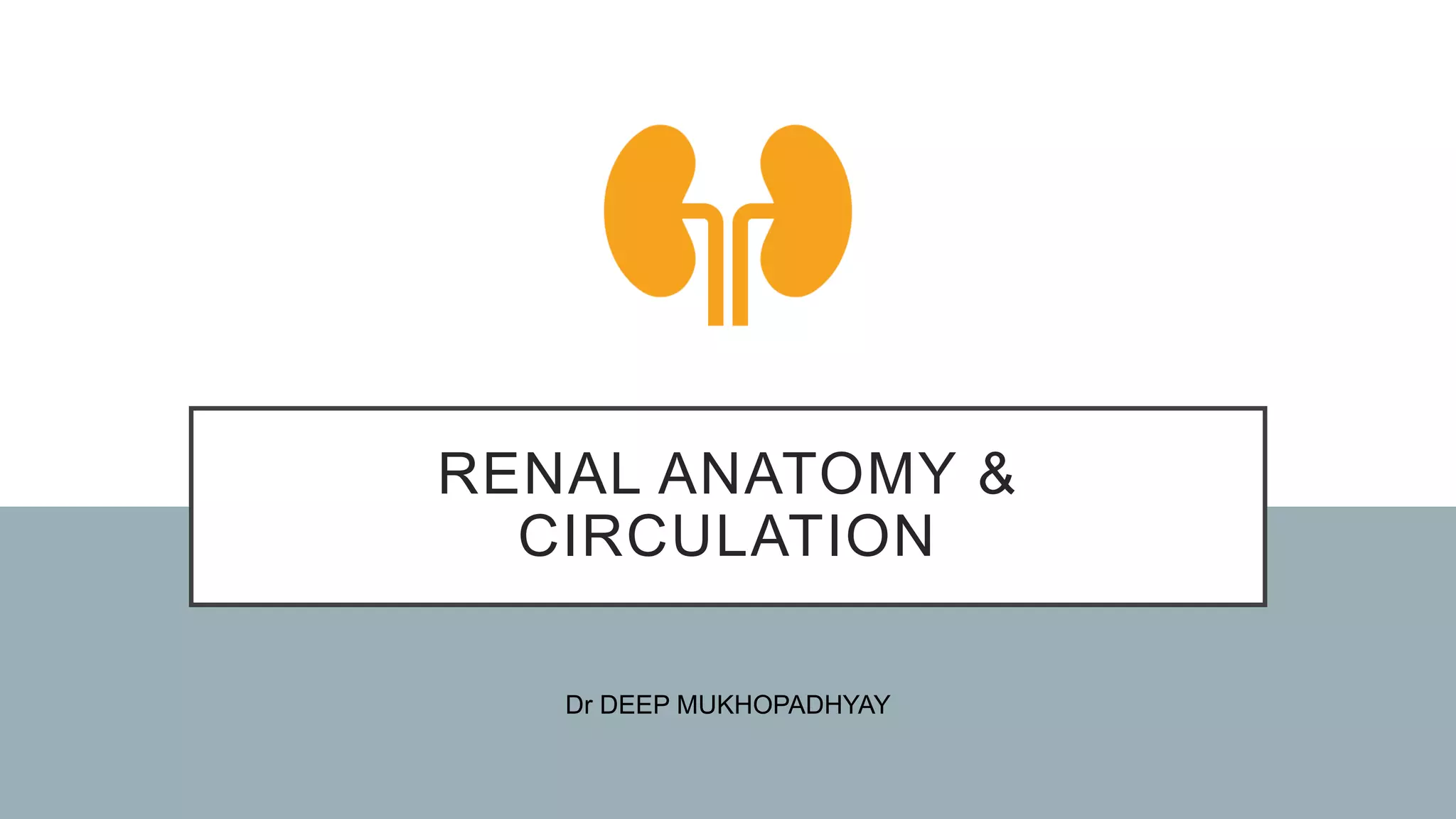 renal anatomy.pptx