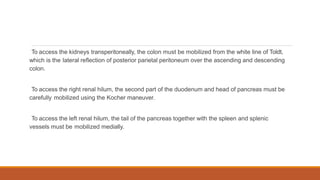 RENAL ANATOMY.pptx