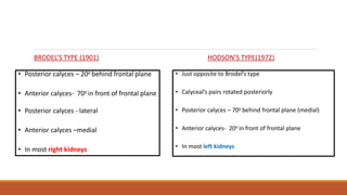 RENAL ANATOMY.pptx