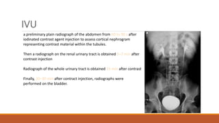 RENAL ANATOMY.pptx