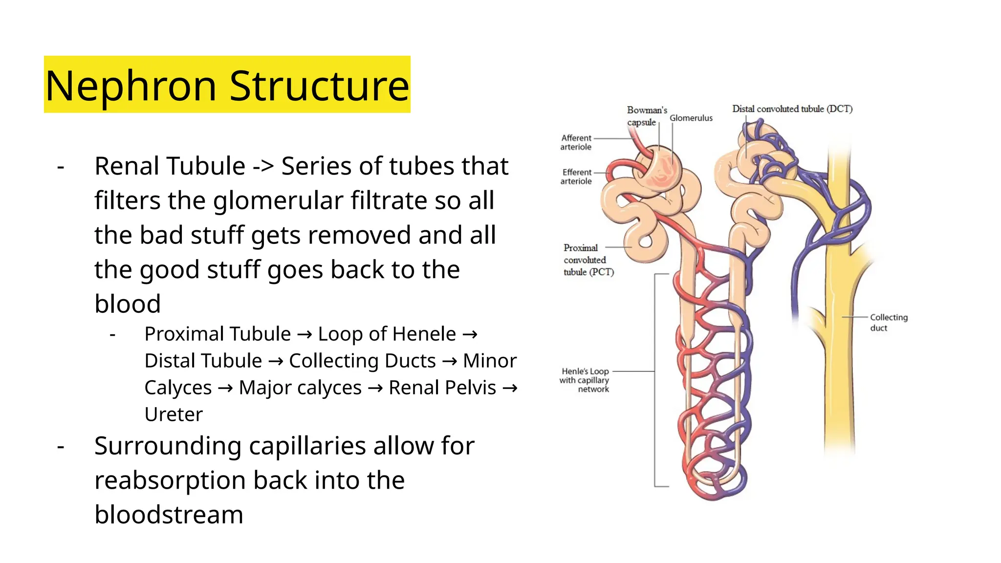 renal anatomy and physiology (function and structure).ppt | Chemistry | Science