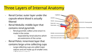 renal anatomy and physiology (function and structure).ppt | Chemistry ...