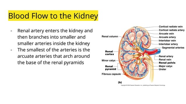renal anatomy and physiology (function and structure).ppt | Chemistry ...