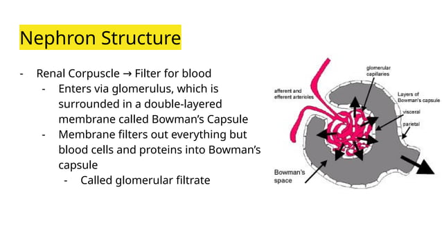 renal anatomy and physiology (function and structure).ppt
