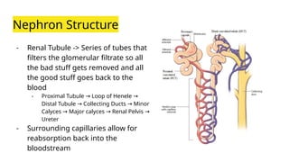 renal anatomy and physiology (function and structure).ppt