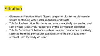 renal anatomy and physiology (function and structure).ppt