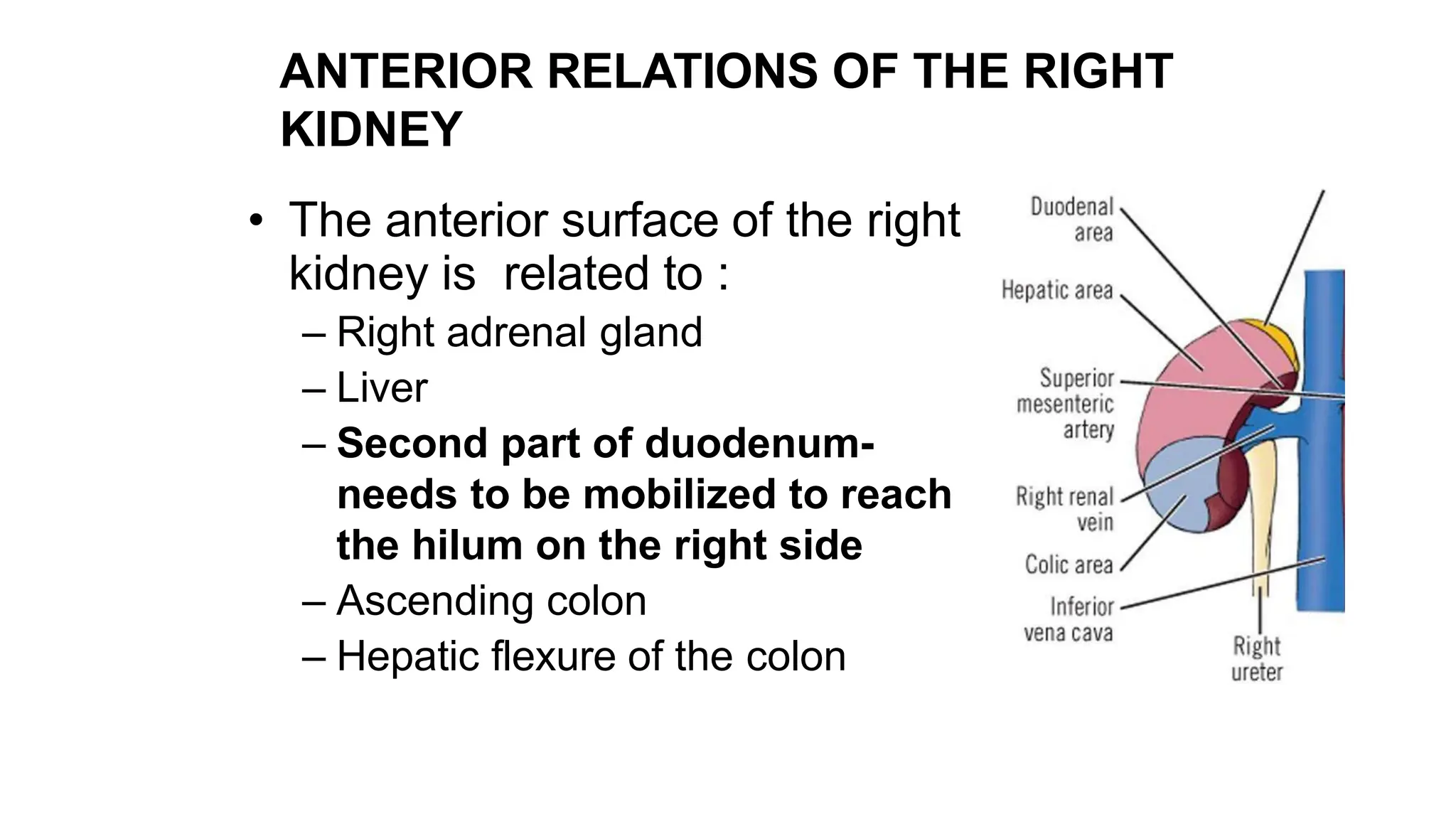 Renal Anatomy - applied aspects | PPTX