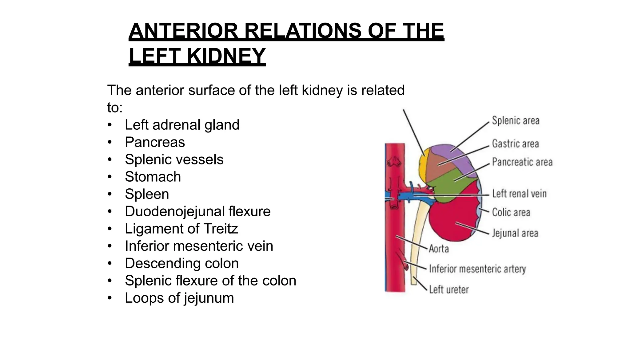 Renal Anatomy - applied aspects | PPTX