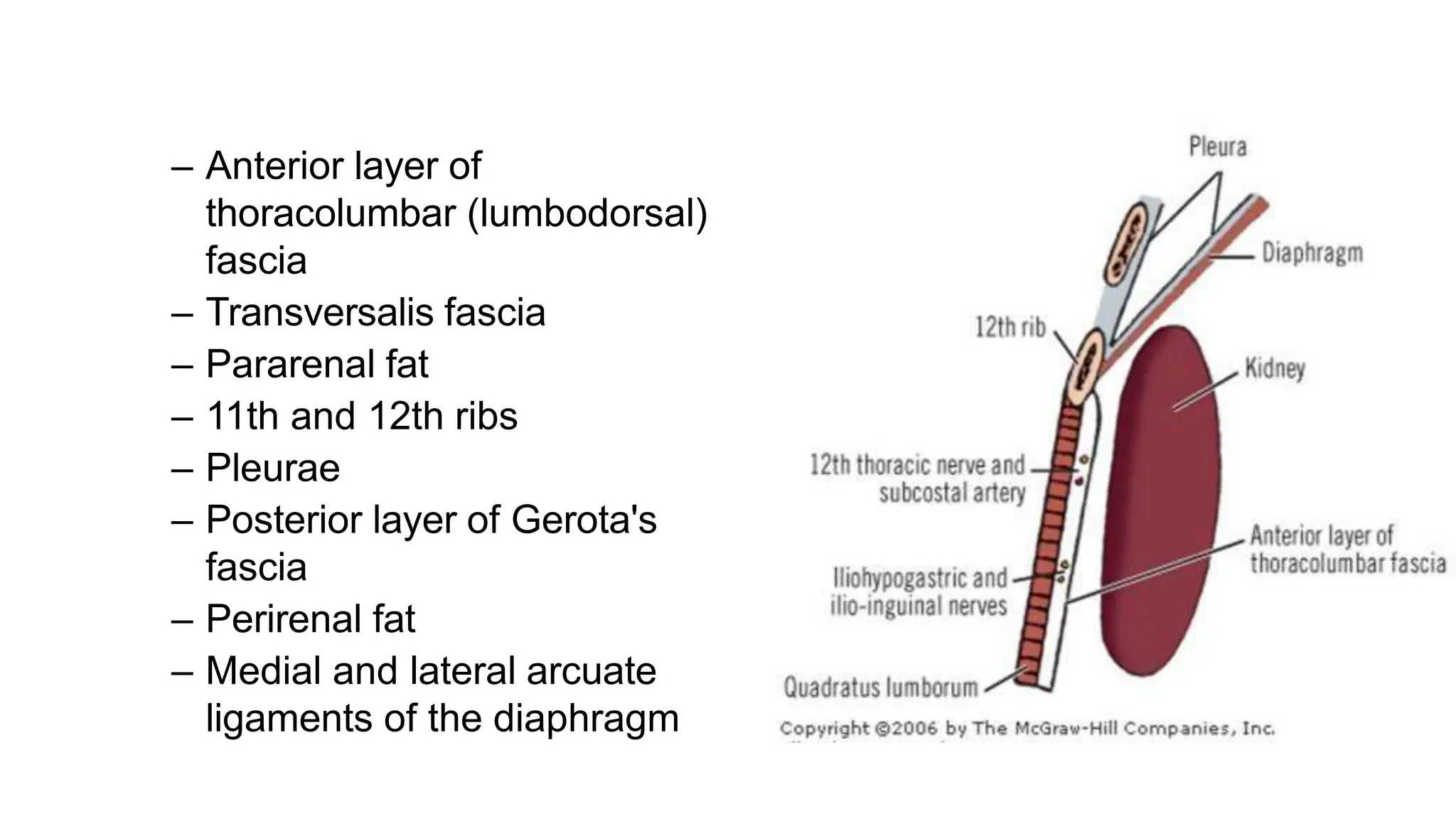 Renal Anatomy - applied aspects | PPTX