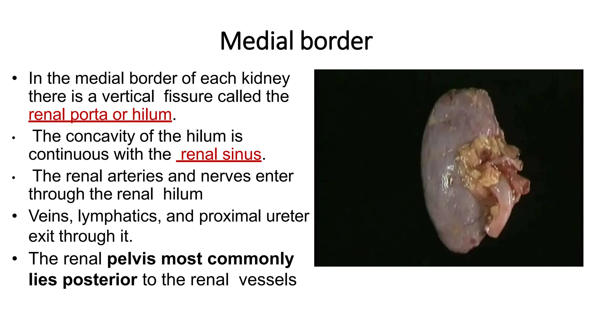 Renal Anatomy - applied aspects | PPTX