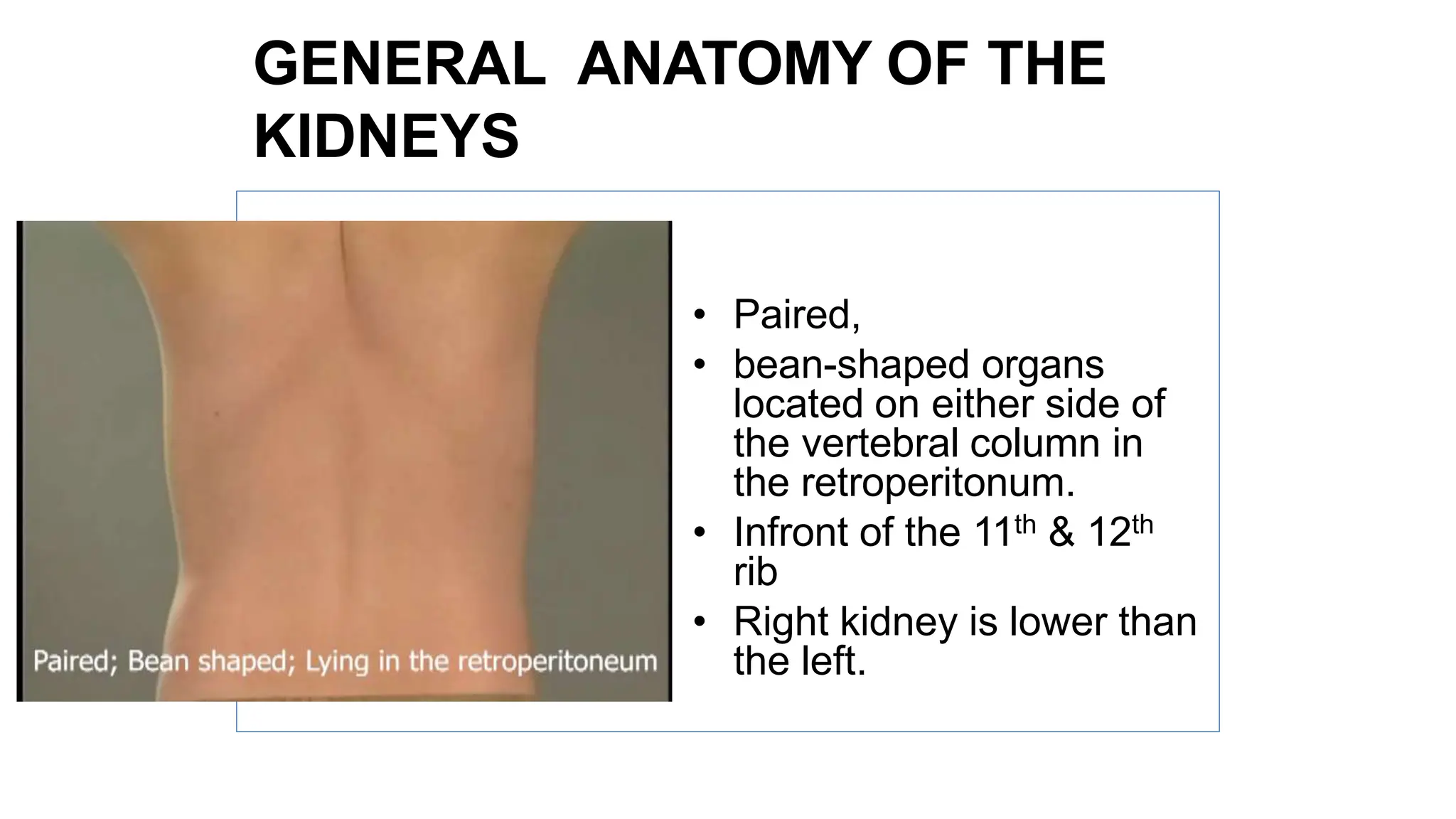 Renal Anatomy - applied aspects | PPTX