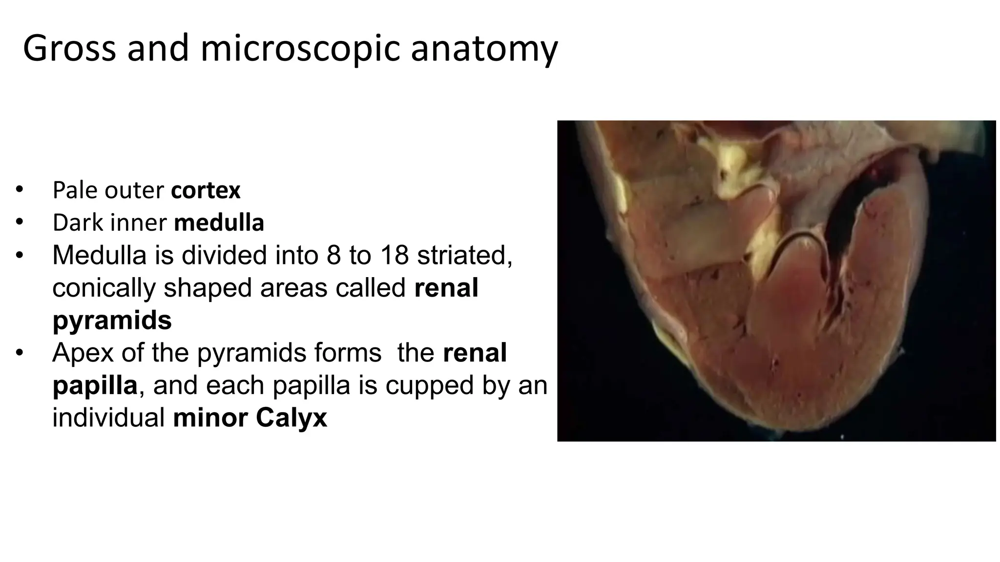 Renal Anatomy - applied aspects | PPTX