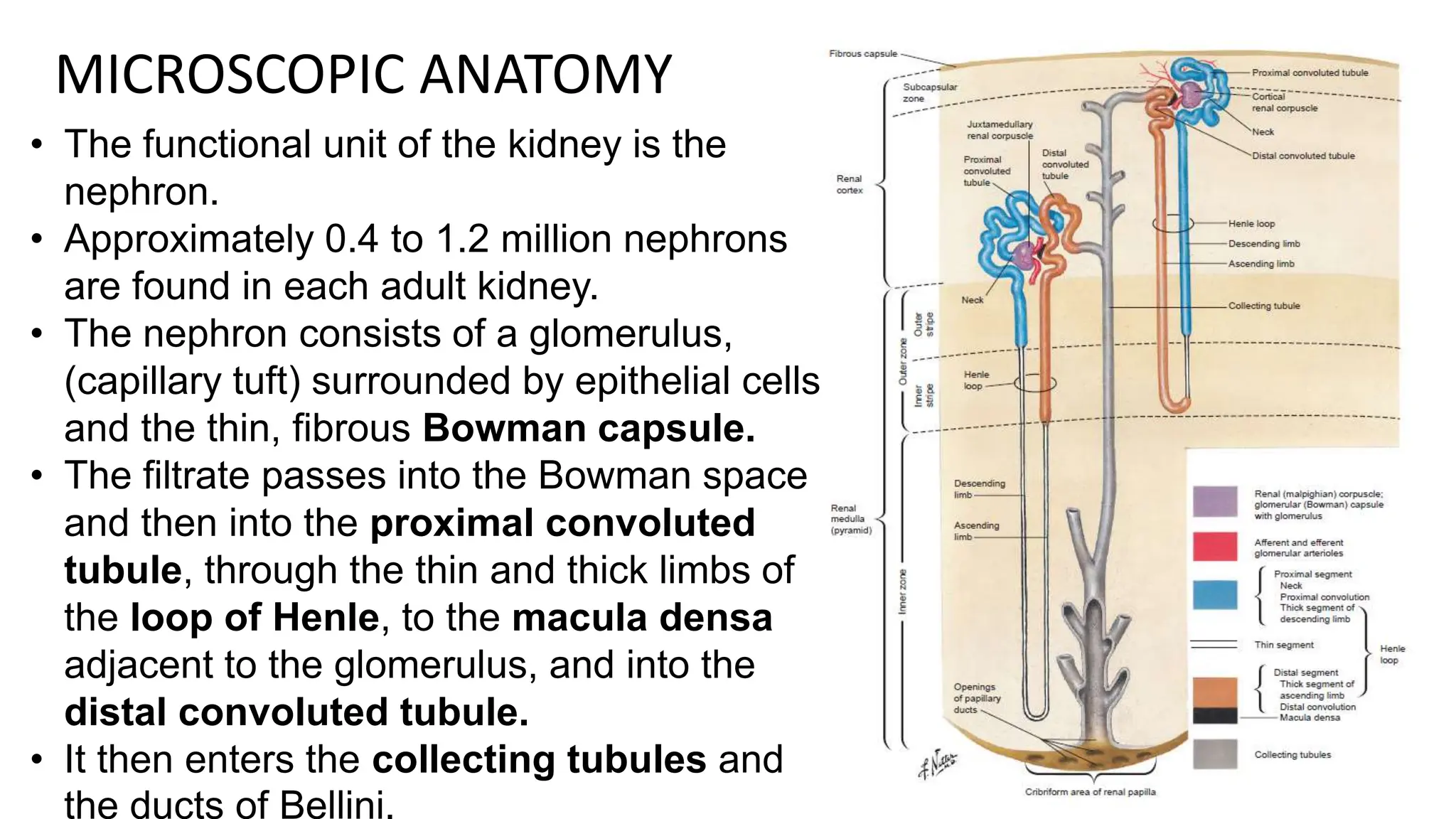 Renal Anatomy - applied aspects | PPTX