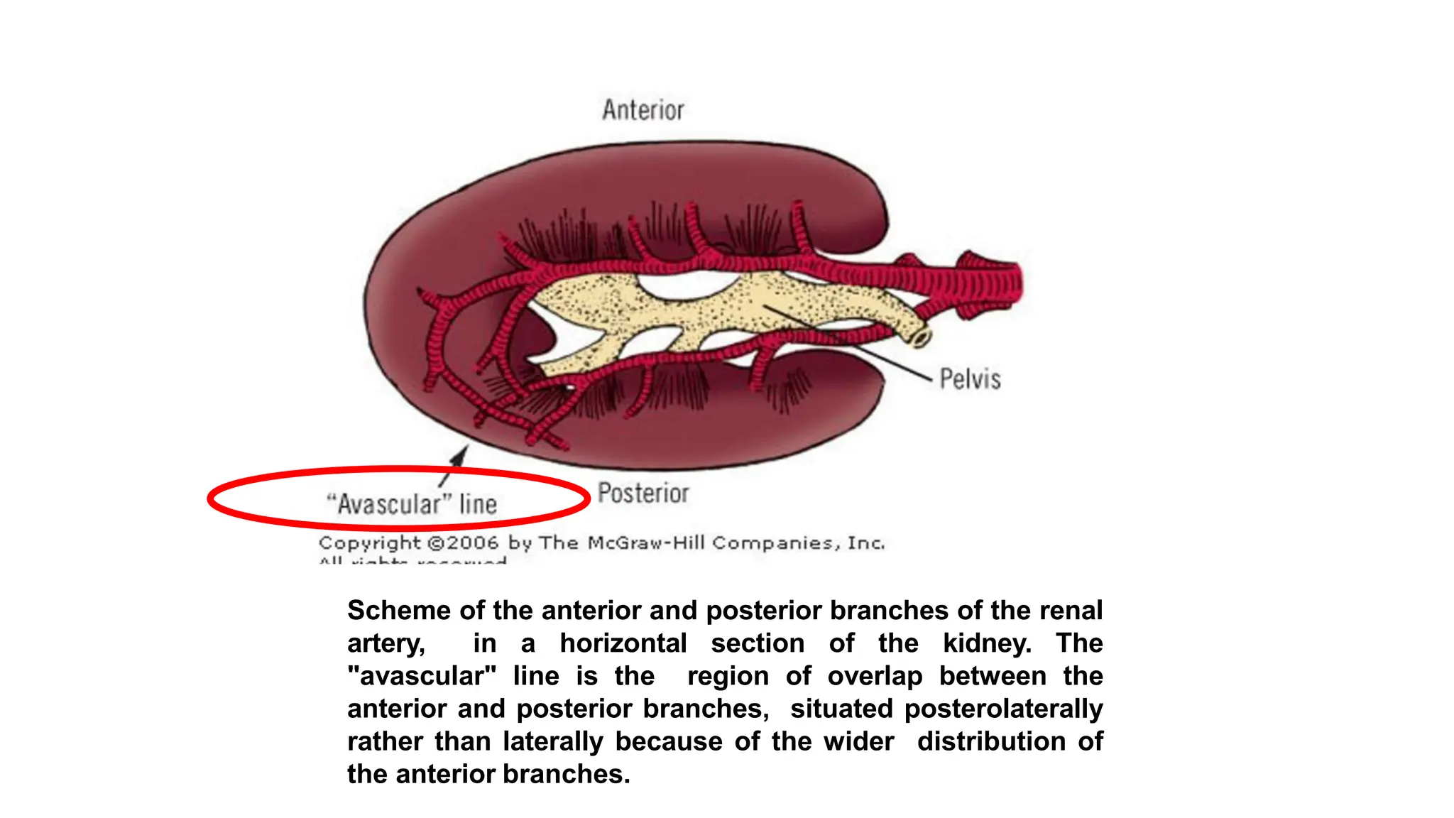 Renal Anatomy - applied aspects | PPTX