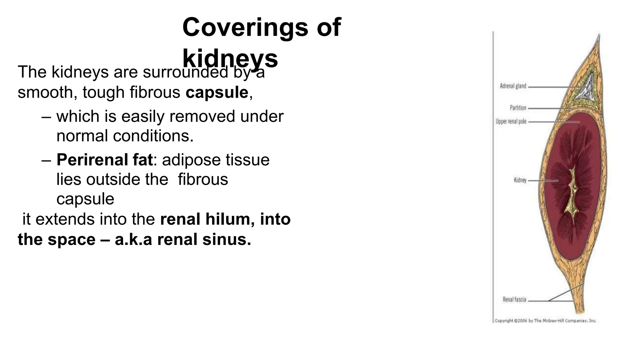Renal Anatomy - applied aspects | PPTX