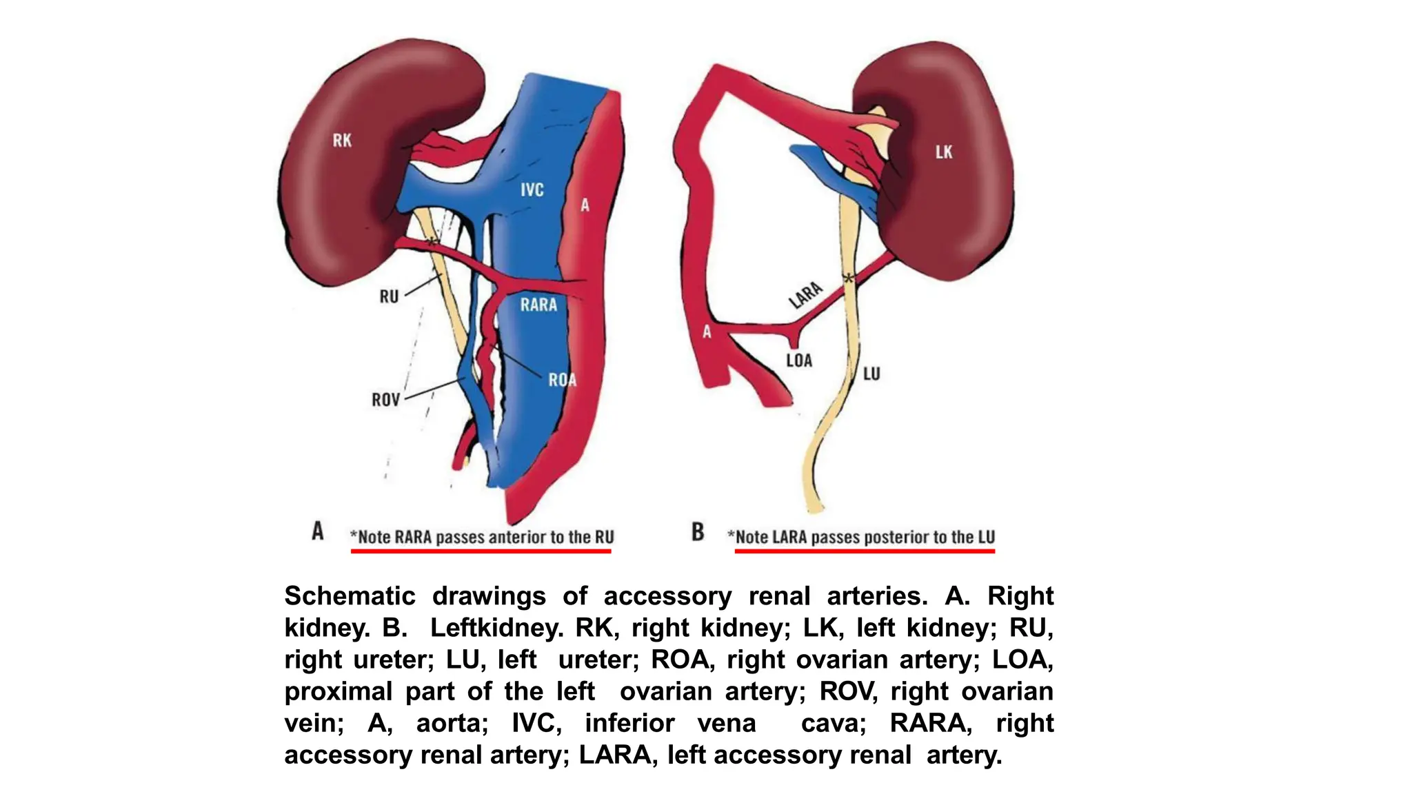 Renal Anatomy - applied aspects | PPTX