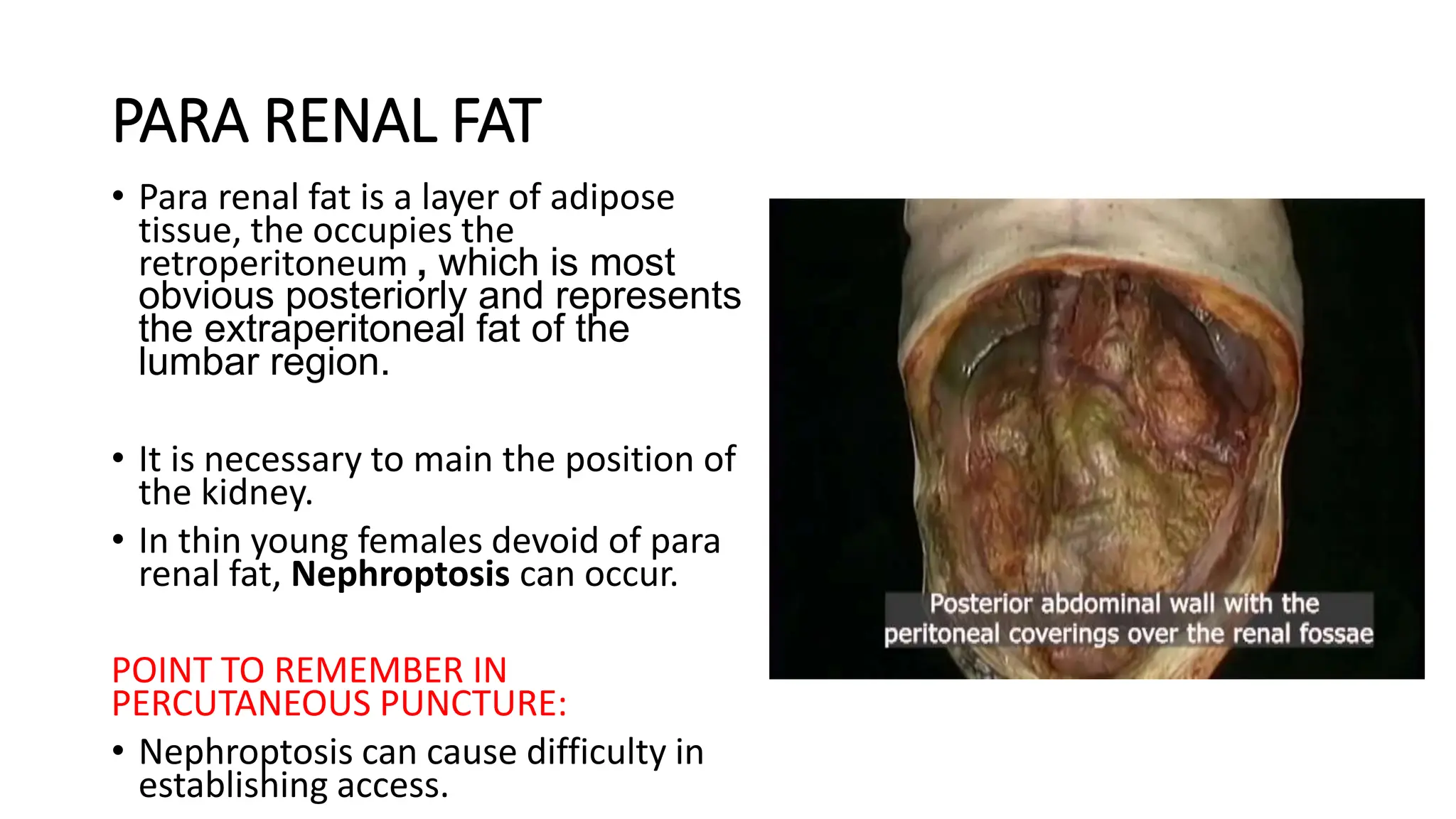 Renal Anatomy - applied aspects | PPTX