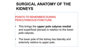 Renal Anatomy - applied aspects | PPTX
