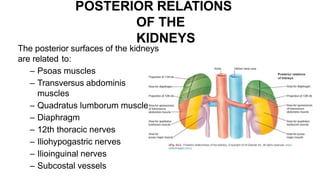 Renal Anatomy - applied aspects | PPTX