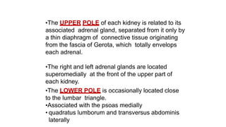 Renal Anatomy - applied aspects | PPTX