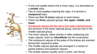 Renal Anatomy - applied aspects | PPTX
