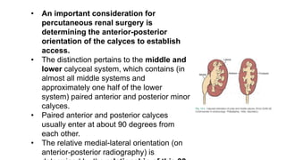 Renal Anatomy - applied aspects | PPTX