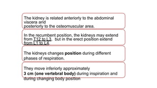 Renal Anatomy - applied aspects | PPTX