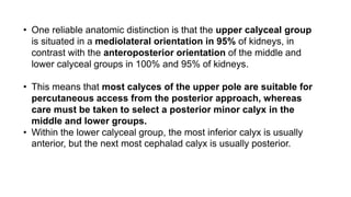 Renal Anatomy - applied aspects | PPTX
