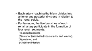 Renal Anatomy - applied aspects | PPTX