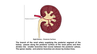 Renal Anatomy - applied aspects | PPTX