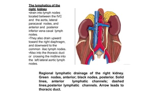 Renal Anatomy - applied aspects | PPTX