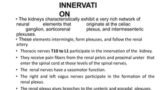 Renal Anatomy - applied aspects | PPTX