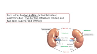 Renal Anatomy - applied aspects | PPTX