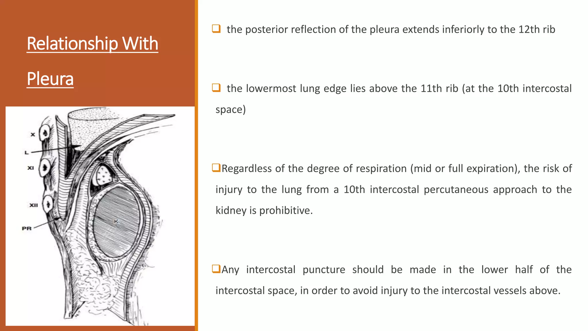 RENAL ANATOMY2.pptx