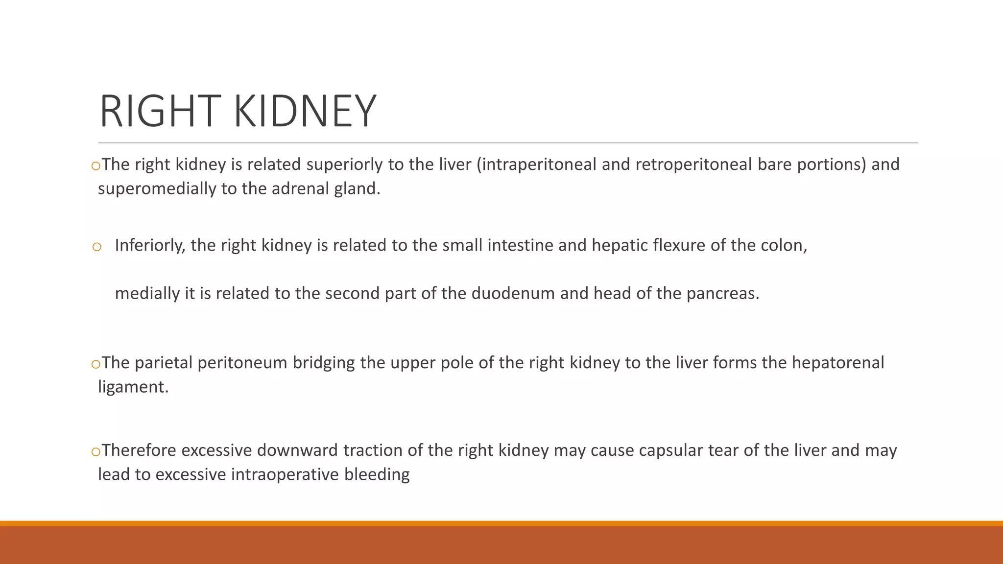 RENAL ANATOMY2.pptx