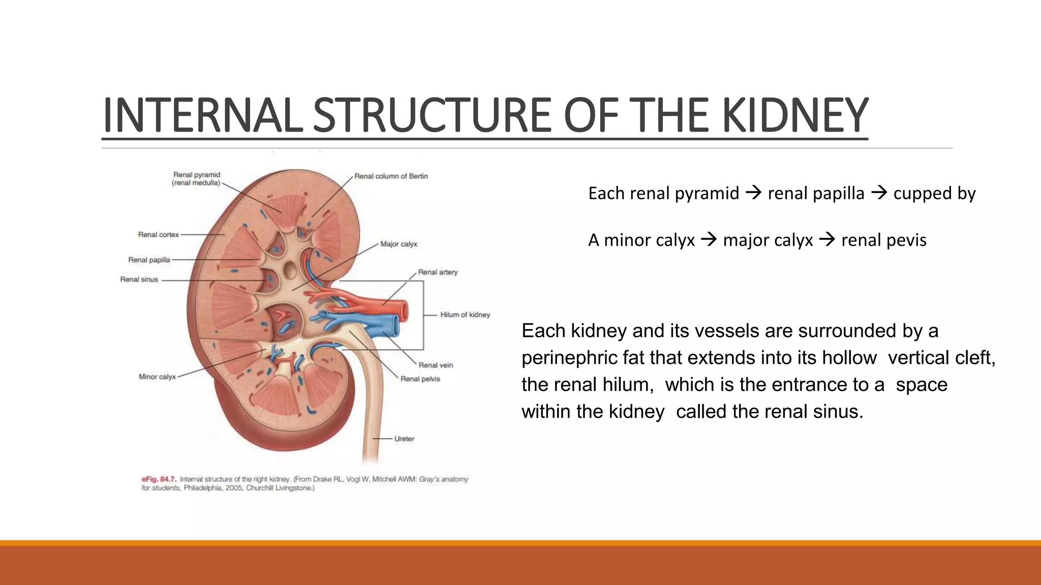 RENAL ANATOMY2.pptx