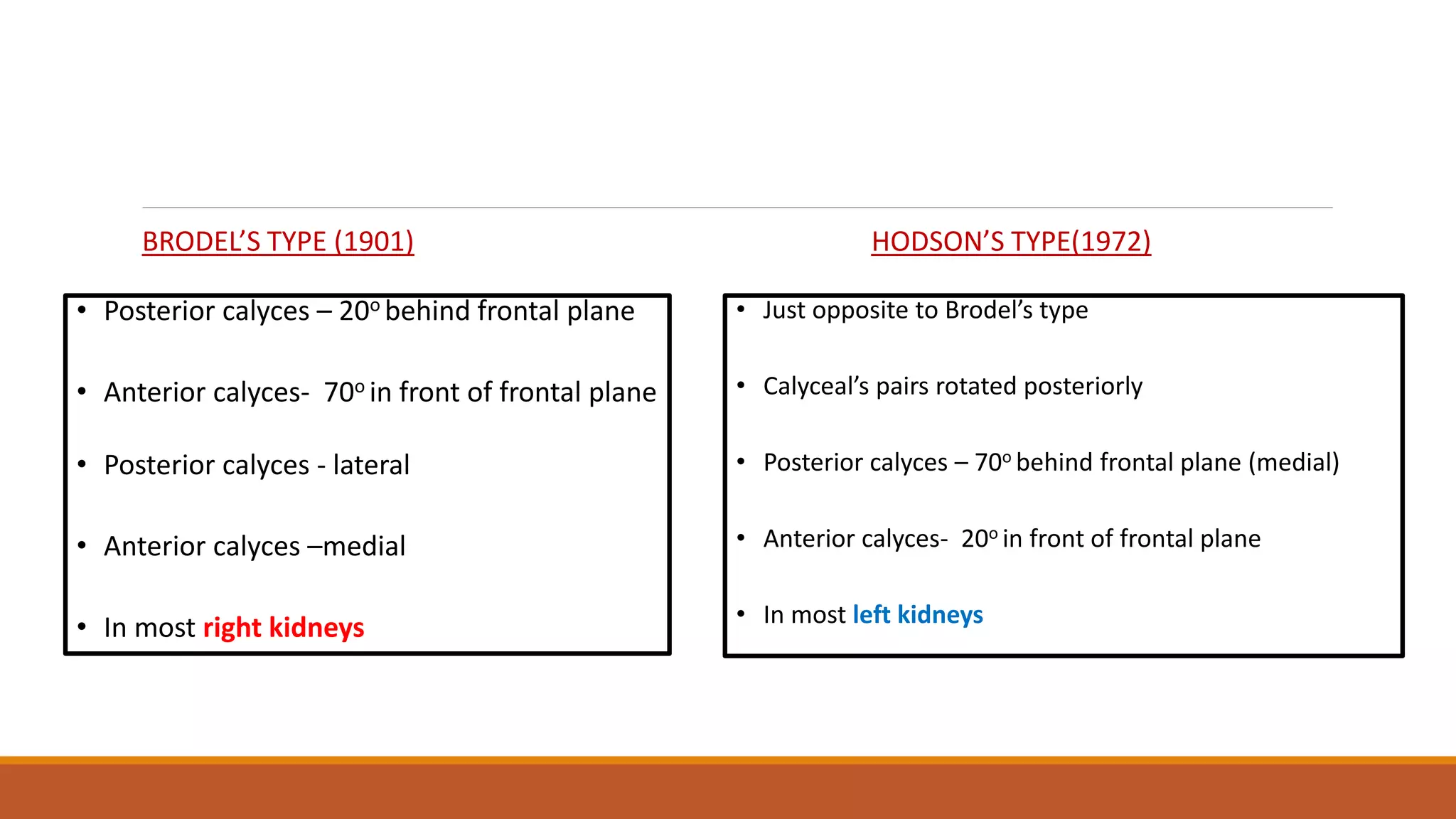 RENAL ANATOMY2.pptx