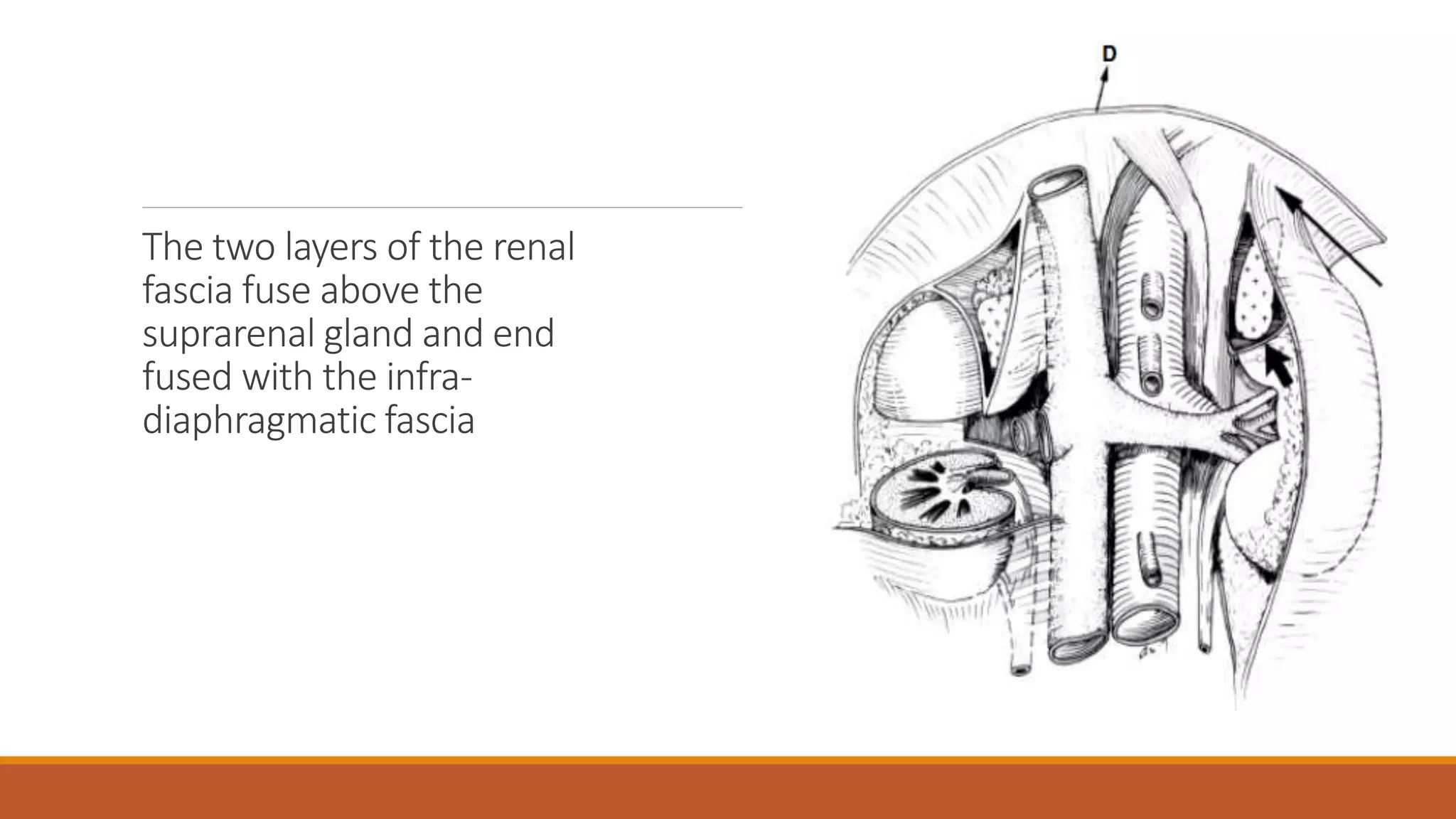 RENAL ANATOMY2.pptx
