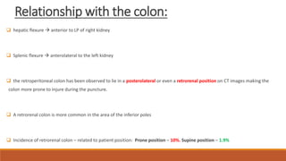 RENAL ANATOMY2.pptx